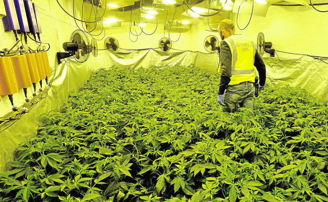 Desmantelan tres plantaciones de marihuana 'indoor' en casas de huerta de Murcia | La Verdad